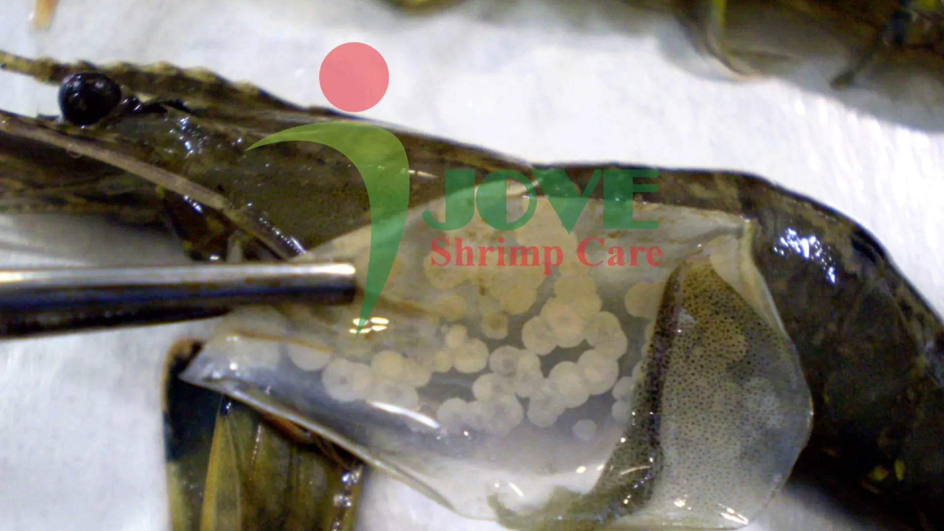BỆNH ĐỐM TRẮNG TRÊN TÔM - Jove - Shrimp Care