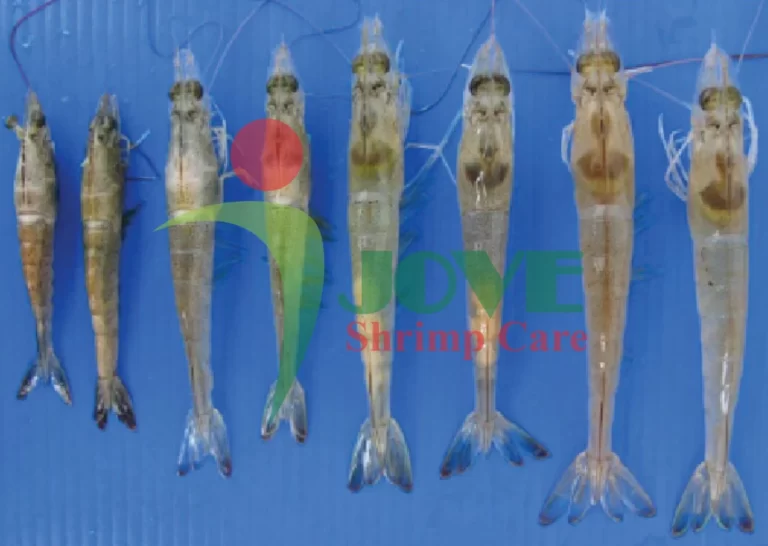 GAN TÔM - Jove - Shrimp Care