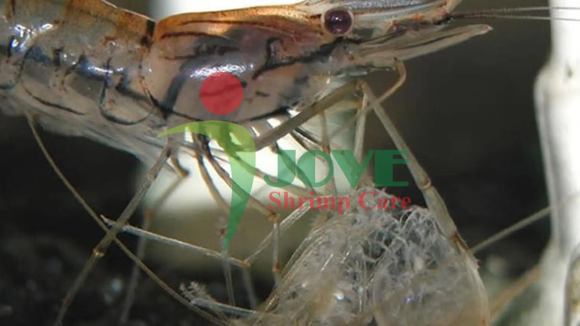 TÔM LỘT XÁC - Jove - Shrimp Care